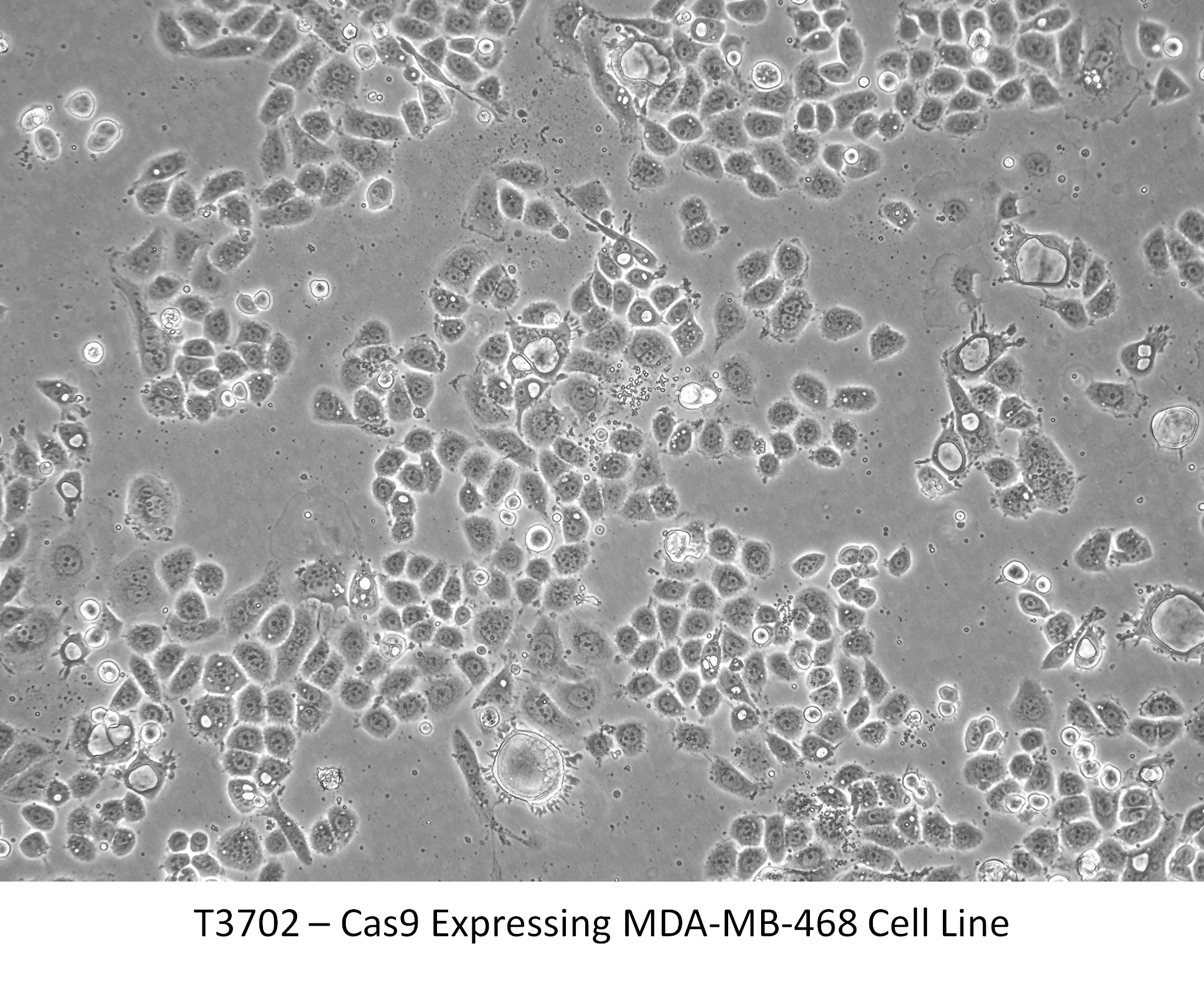 Cas9 Expressing MDA-MB-468 Cell Line | Applied Biological Materials Inc.