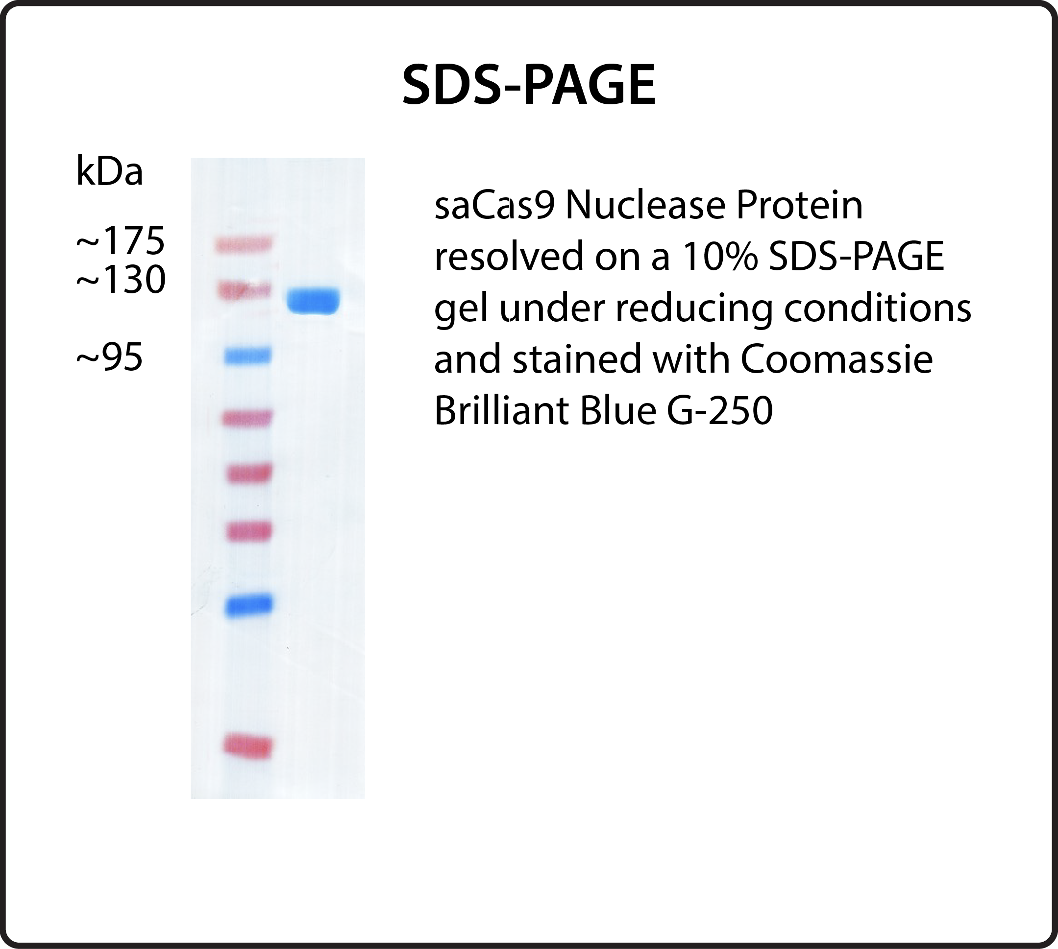 saCas9 Nuclease Protein - High Concentration | Applied Biological ...