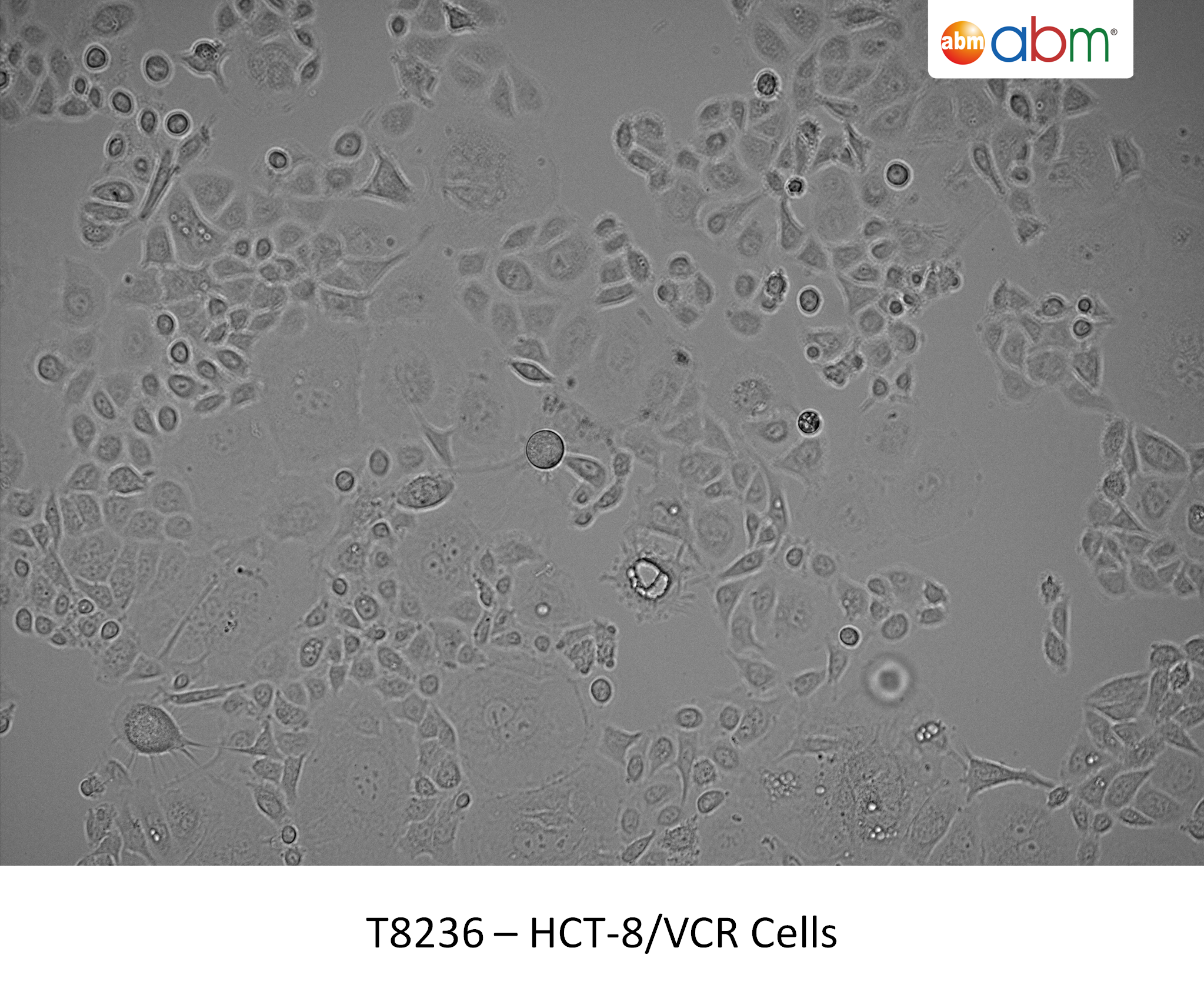 HCT-8/VCR Cells | Applied Biological Materials Inc.