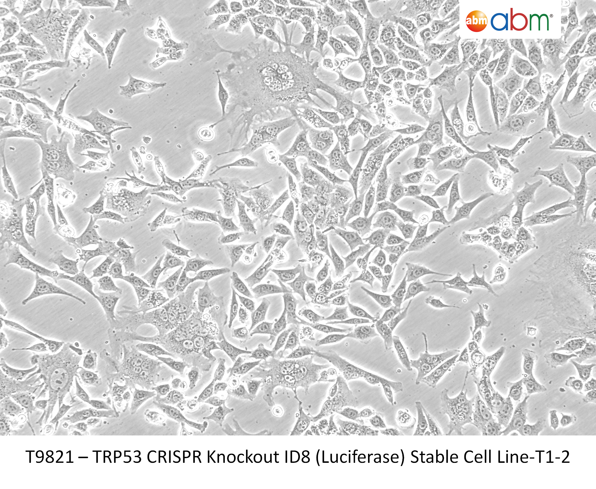 TRP53 CRISPR Knockout ID8(Luciferase) Stable Cell Line-T1-2 | Applied ...
