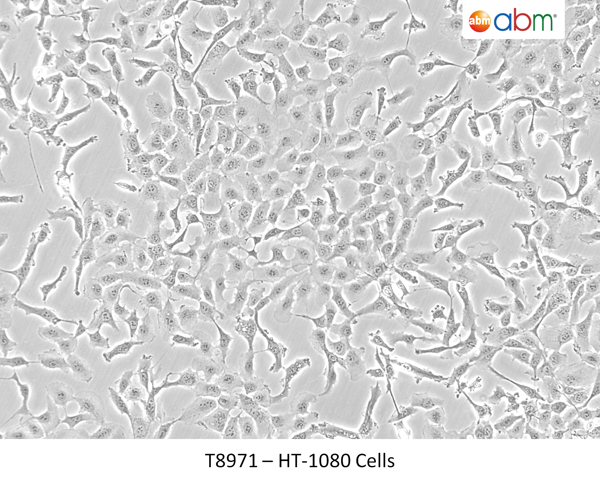 HT-1080 Cells | Applied Biological Materials Inc.