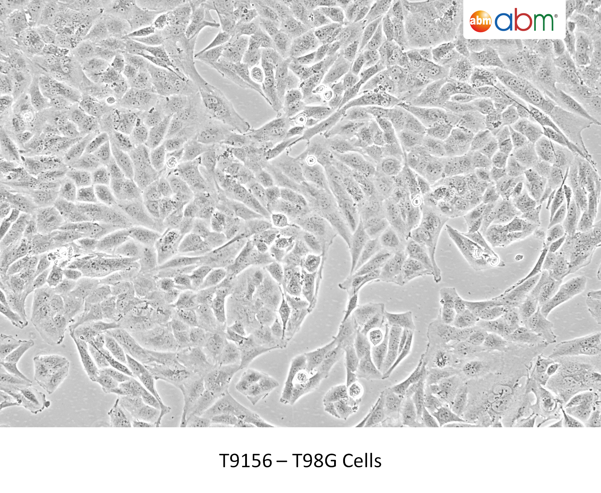 T98G | Applied Biological Materials Inc.