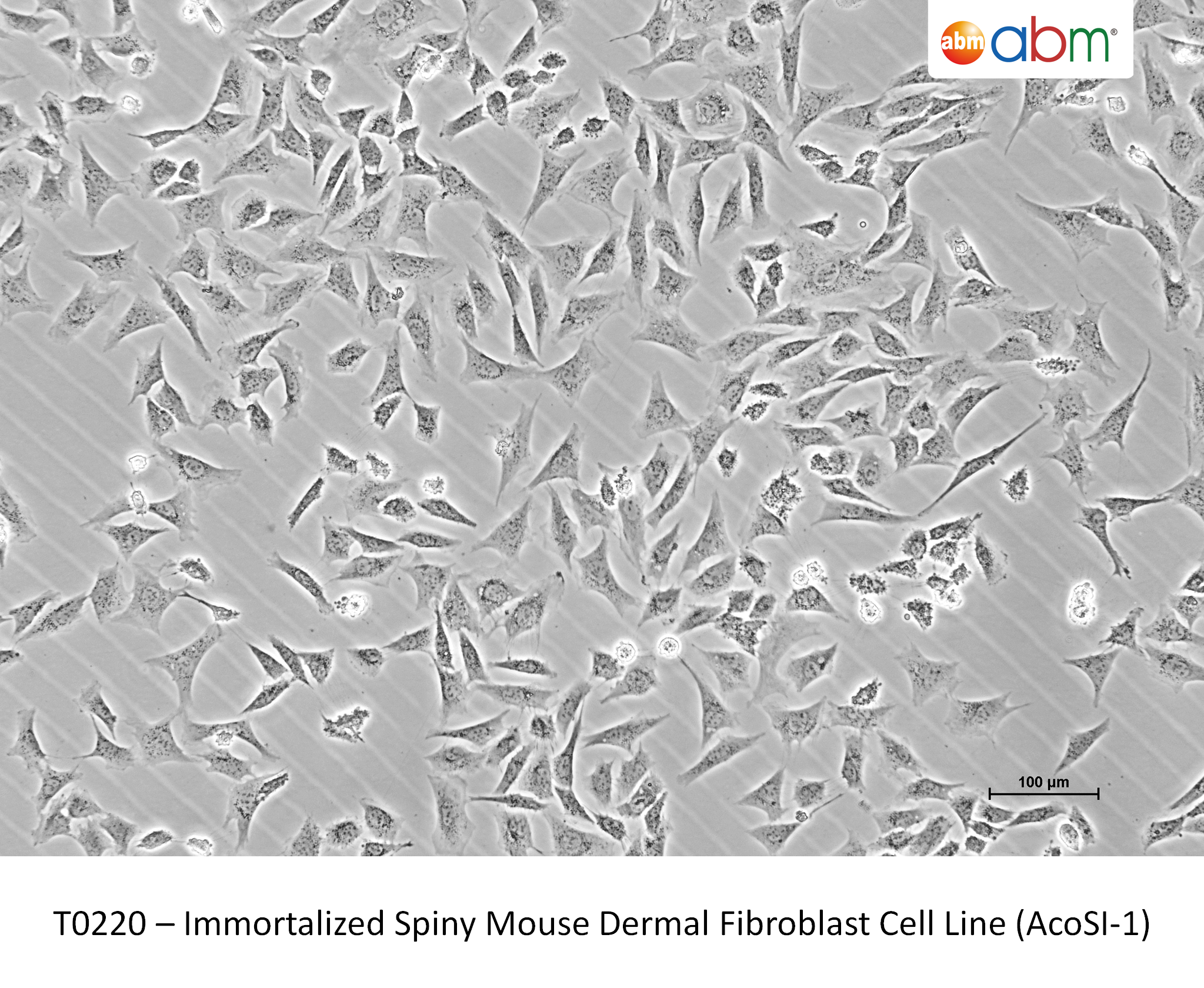 Immortalized Spiny Mouse Dermal Fibroblast Cell Line (AcoSI-1 ...