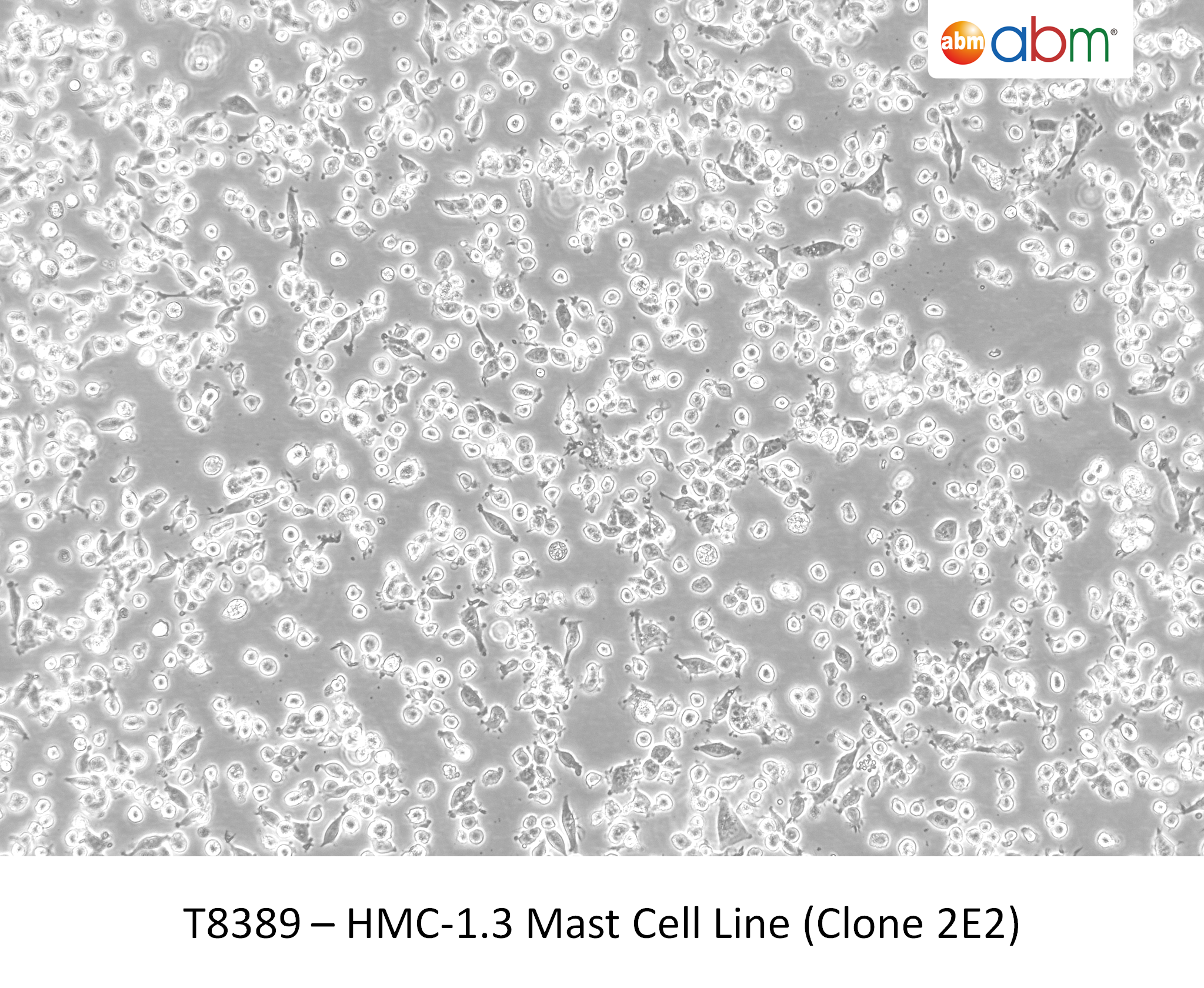 HMC-1.3 Mast Cell Line (Clone 2E2) ; Not capable of histamine release ...