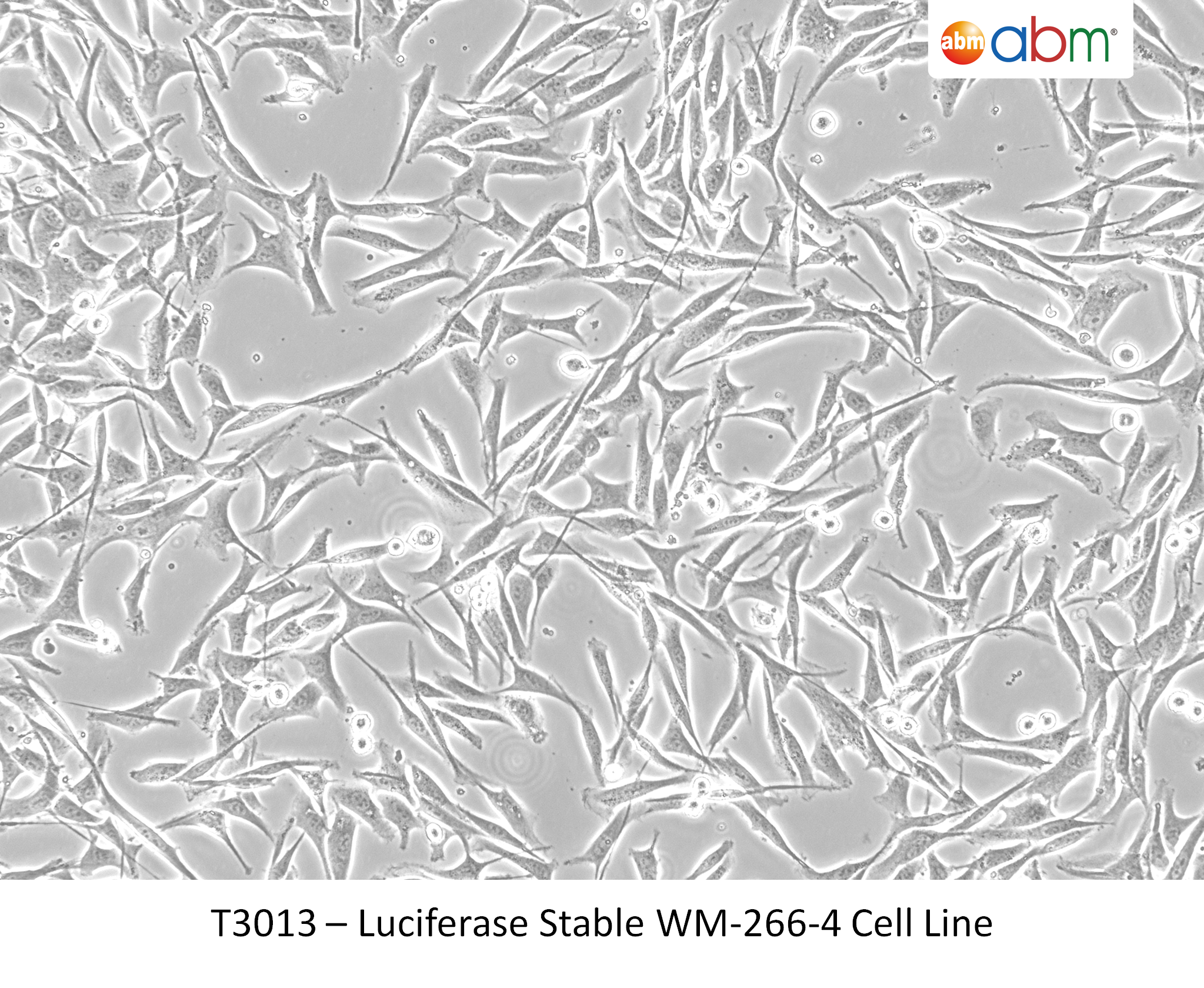 Luciferase Stable WM-266-4 Cell Line | Applied Biological Materials Inc.