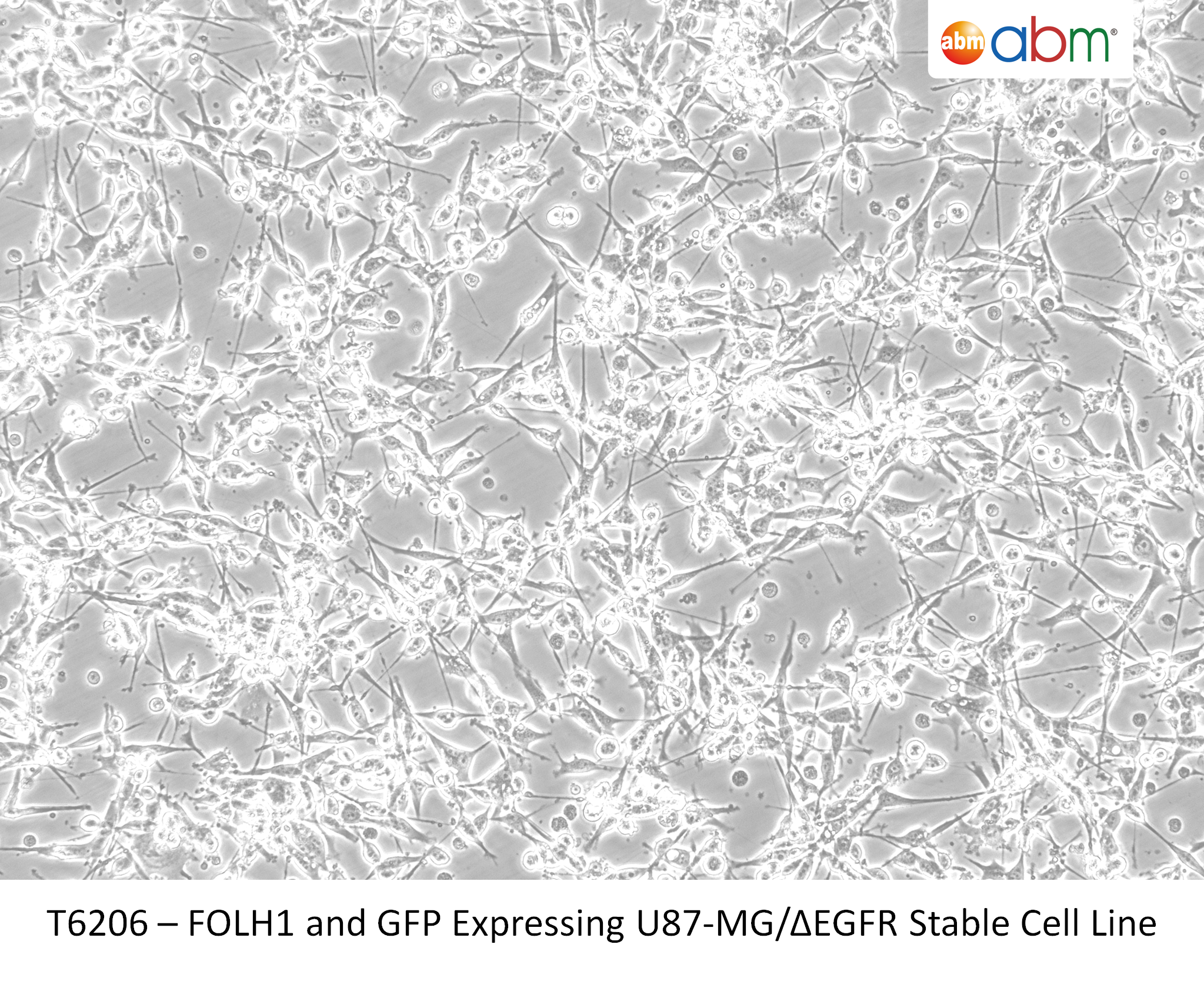 FOLH1 and GFP Expressing U87-MG/ΔEGFR Stable Cell Line | Applied ...