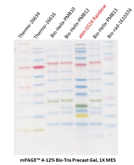 Opti-Protein Rainbow Marker Protein Ladder (11-250 kDa) | G524 ...