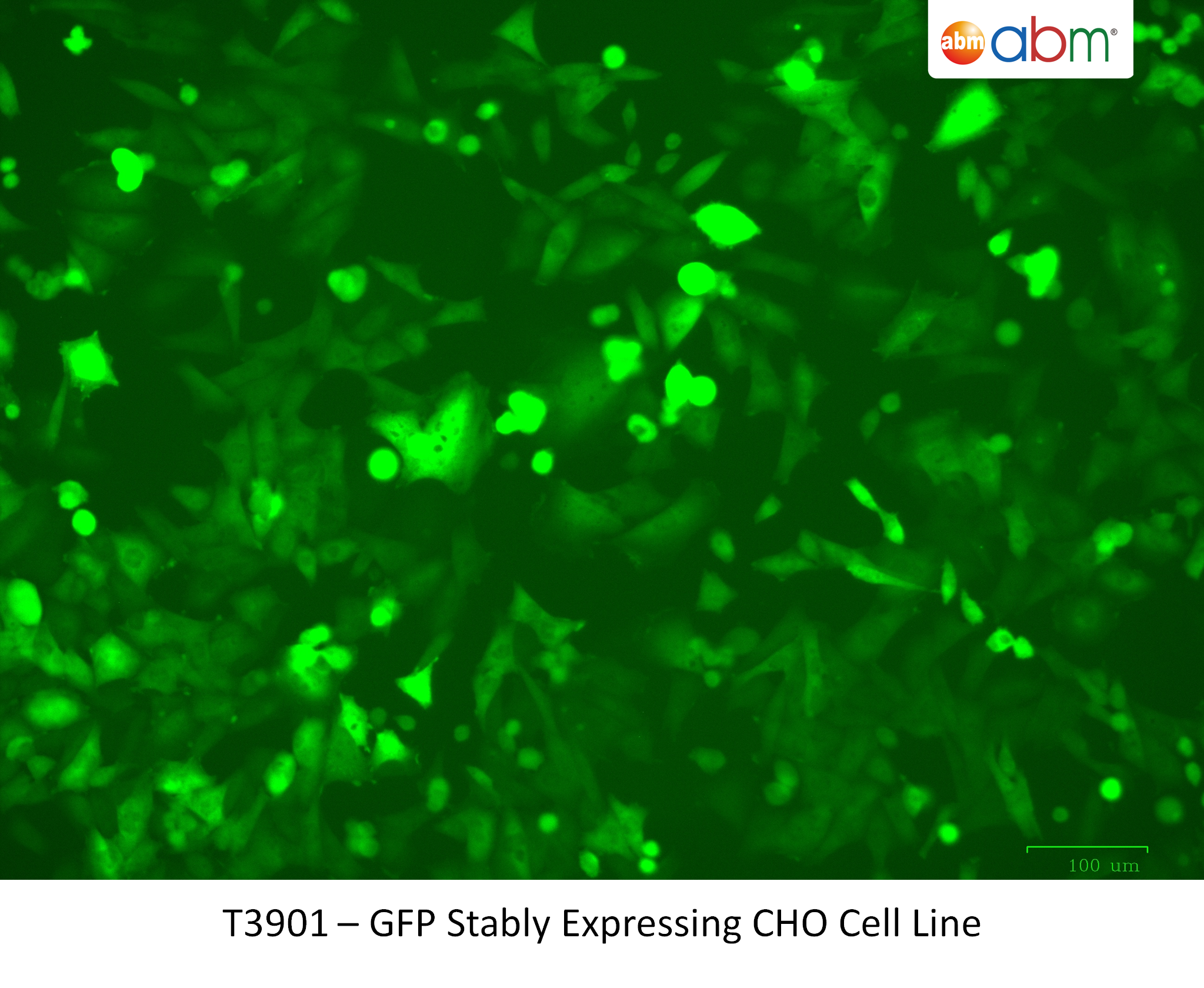 GFP Stably Expressing CHO Cell Line | Applied Biological Materials Inc.