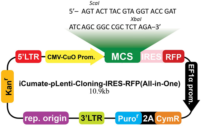 Cumate-pLenti-Cloning-IRES-RFP(All-in-One)information | Applied ...