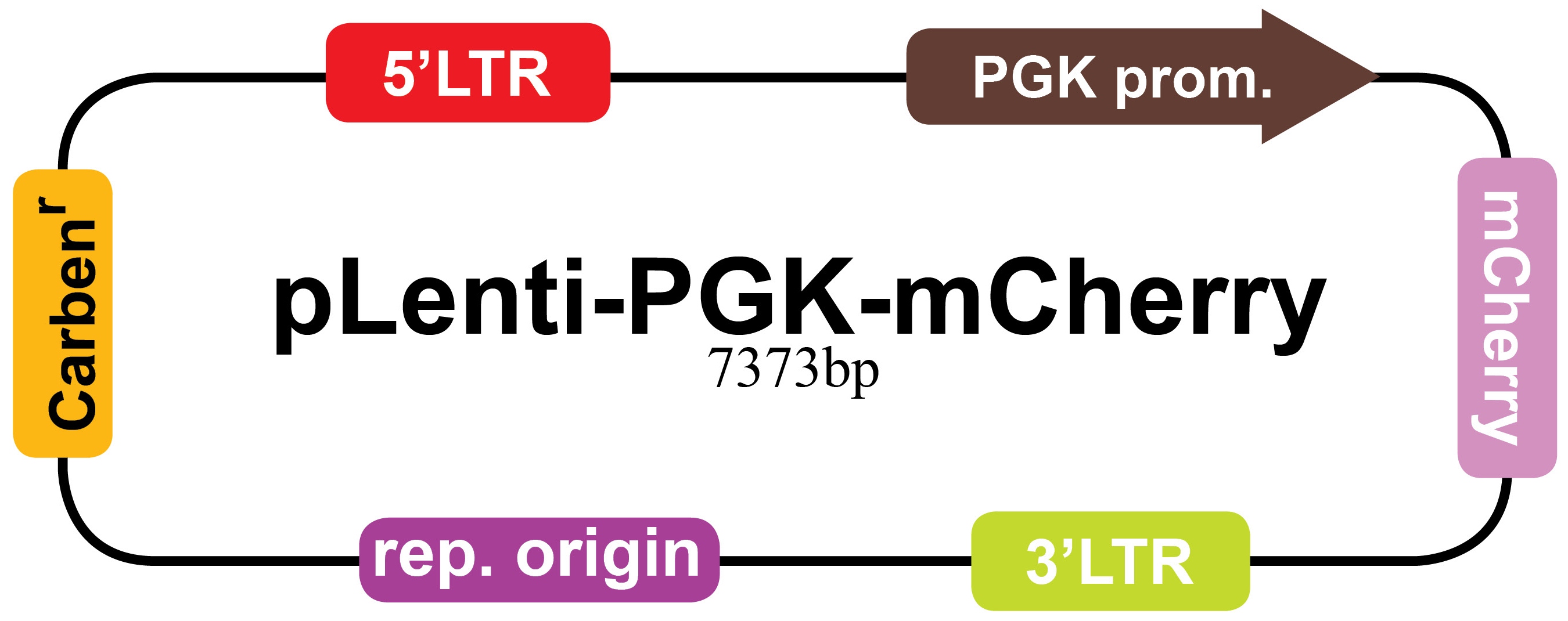 pLenti-PGK-mCherryinformation | Applied Biological Materials Inc.